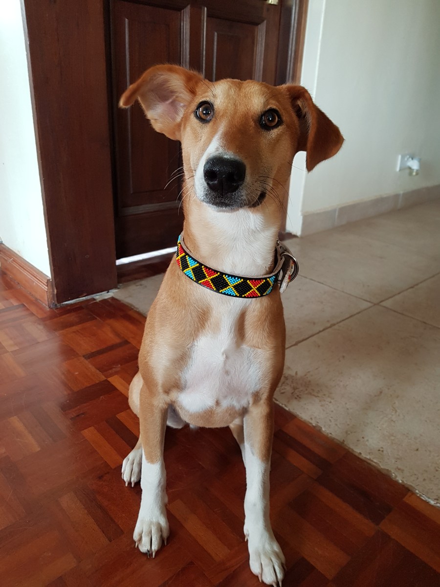 Kenyan dog adventures: When Zuri met Solo – Nomadic Family Unit