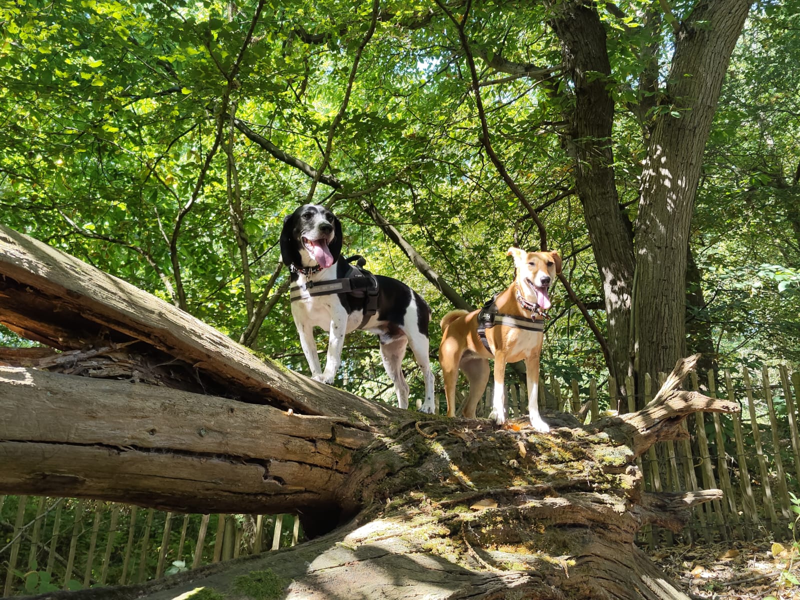 A Year in the Life of a Kenyan Dog – Nomadic Family Unit